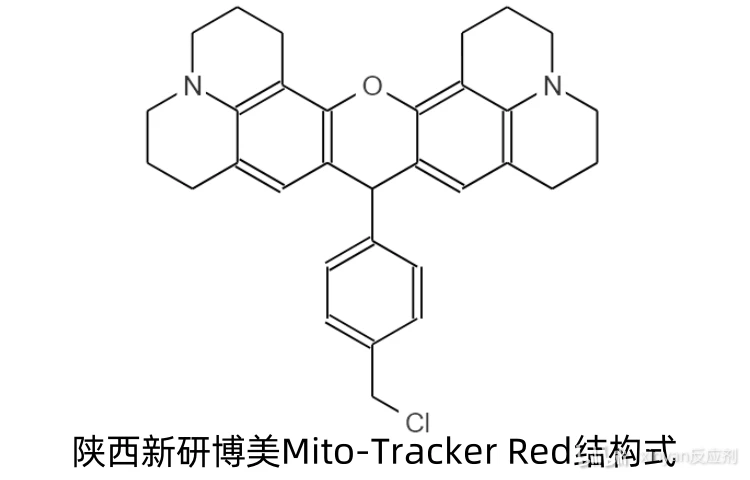 Mitotracker Red CM-H2Xros是一种线粒体红色荧光标记探针 - 哔哩哔哩