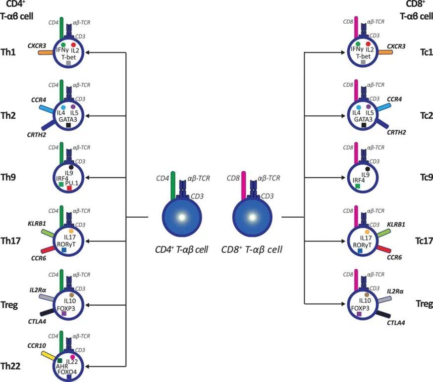 【深度解读】肿瘤微环境中的热门免疫抑制细胞：Treg、TAMs、MDSCs、CAFs - 哔哩哔哩