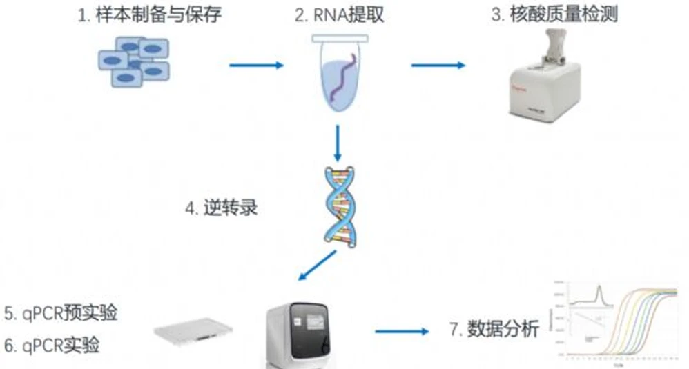 克隆与表达干货3-RT-qPCR检测基因表达 - 哔哩哔哩
