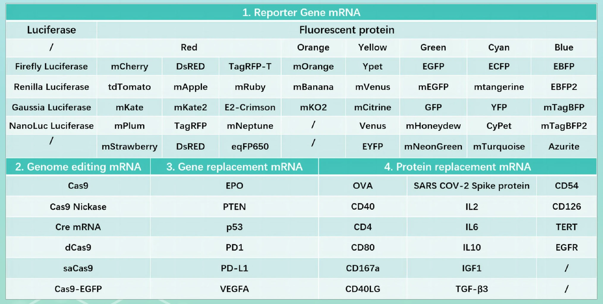 【免费试用】合信成EGFP、FLUC工具mRNA - 哔哩哔哩