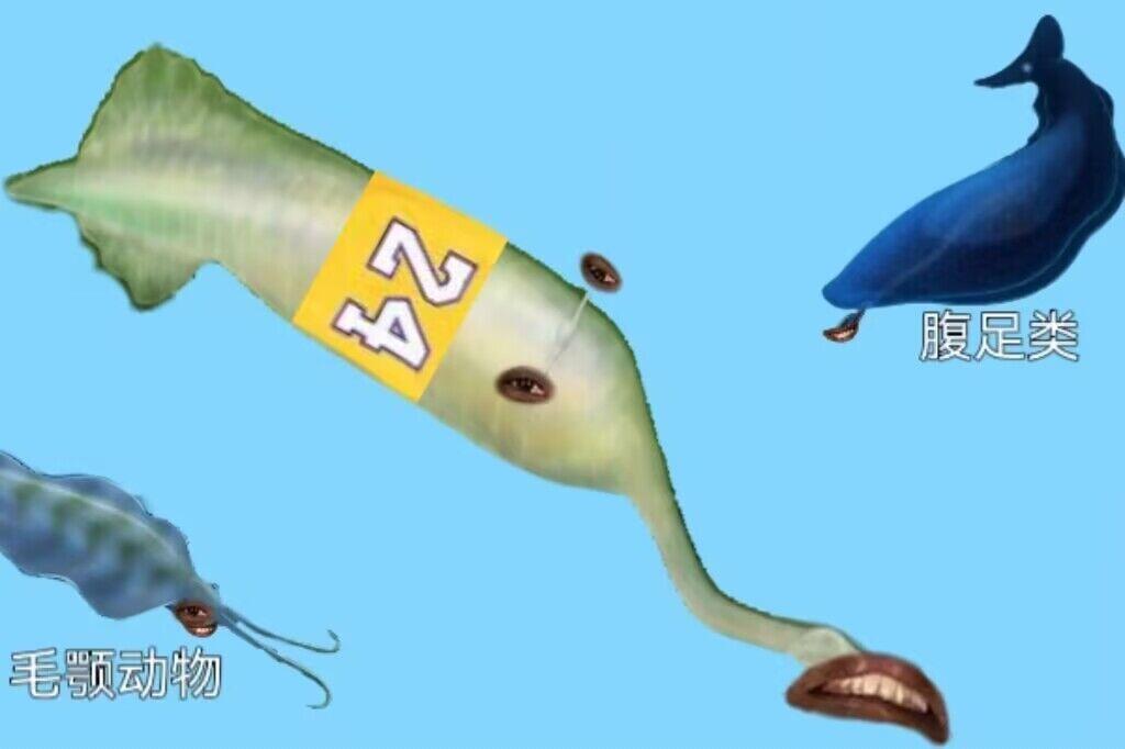 寒武魅影——泳虾科（Nectocarididae）跌宕的研究之路 - 哔哩哔哩