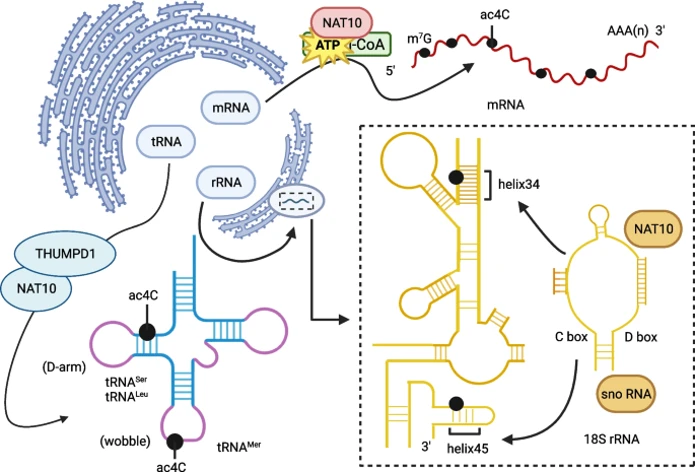RNA修饰N4-乙酰胞苷（ac4C）的调控机制、检测方法及其在癌症中的研究进展 - 哔哩哔哩