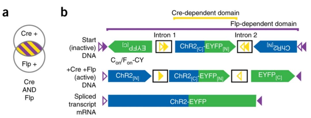 关于重组酶的一切，你想知道的都在这了丨Cre-loxP系统 - 哔哩哔哩