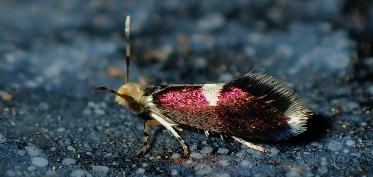 鳞翅目名录(1)--Basal Lepidopterians - 哔哩哔哩