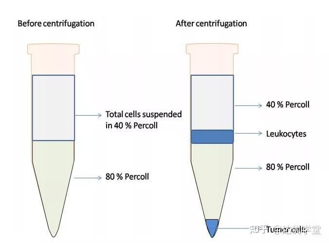 5人和动物样本处理——整理）肿瘤组织单细胞悬液制备和多色流式分析 - 哔哩哔哩