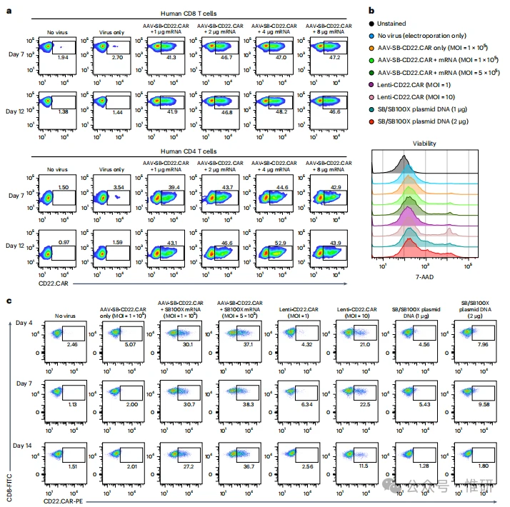 Nature|AAV介导的 “睡美人”转座子和 mRNA 编码转座酶的传递，用于治疗性免疫细胞工 - 哔哩哔哩