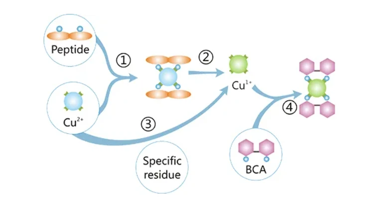 手把手教学——BCA法检测蛋白浓度 - 哔哩哔哩