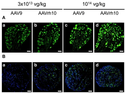 AAV组织特异性—外周神经的特异性调控 - 哔哩哔哩