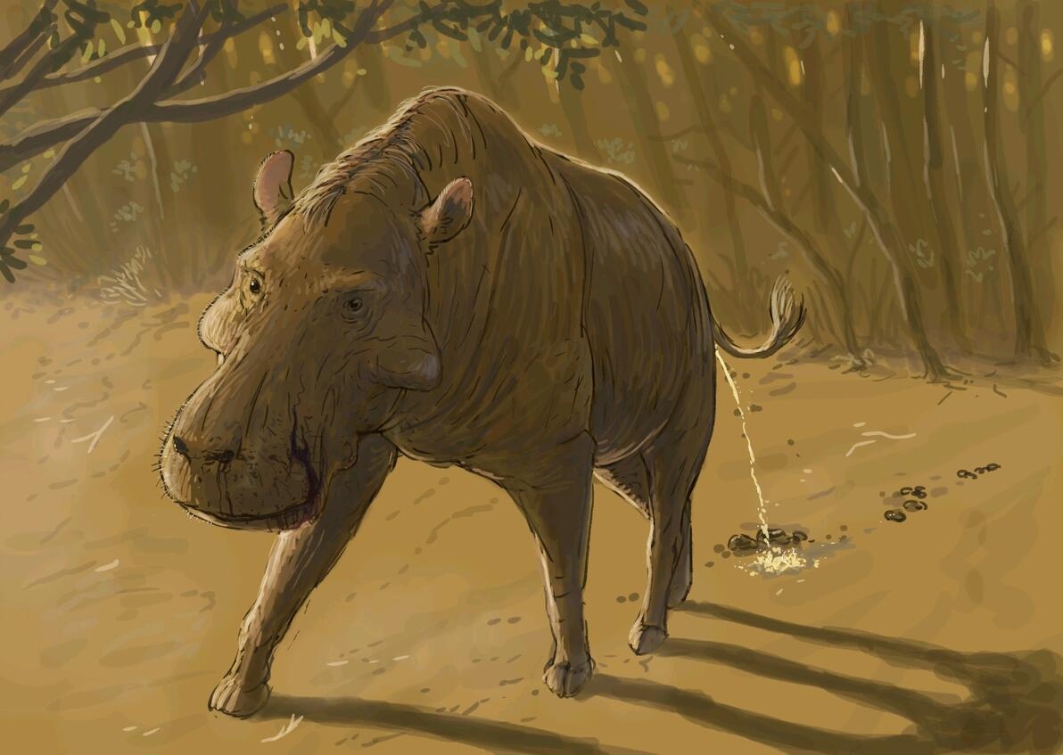 豨科的拉丁学名与中文译名对照 - 哔哩哔哩