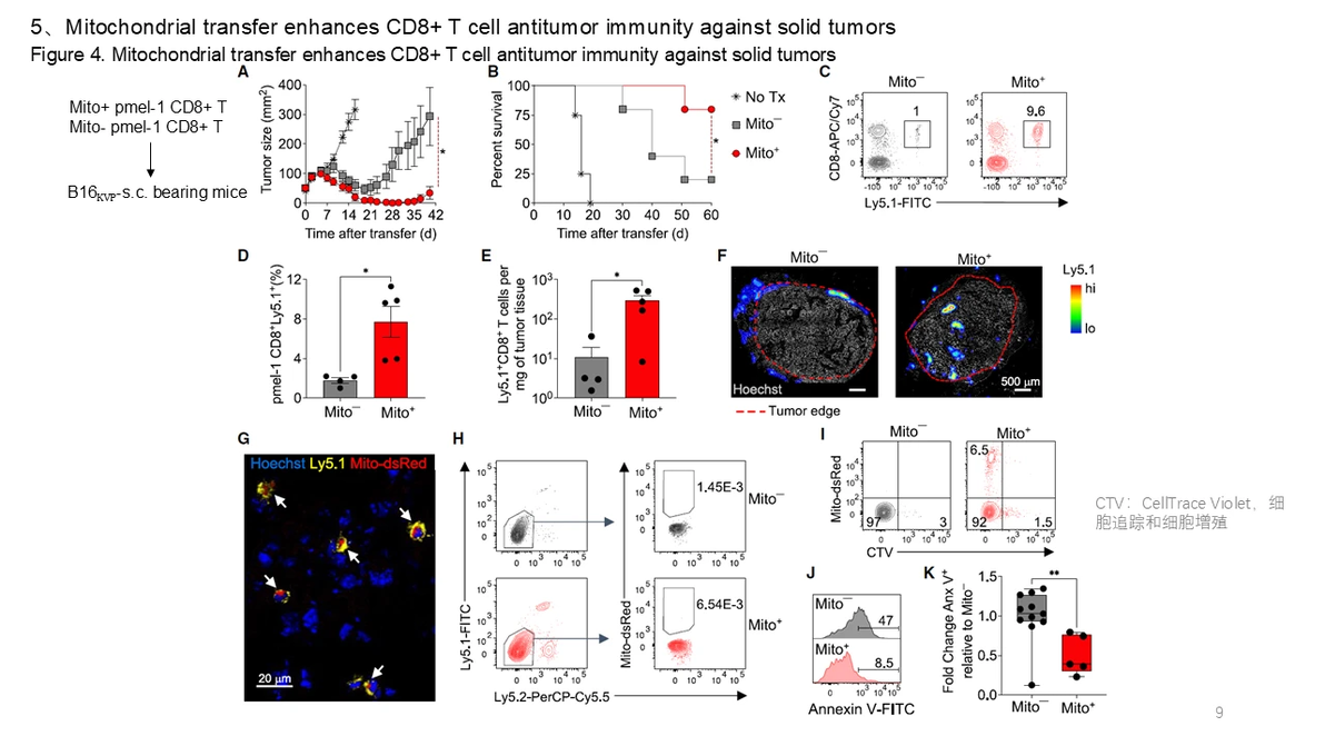 JC-Cell|线粒体转移增强CD8+T抗肿瘤免疫疗法 - 哔哩哔哩