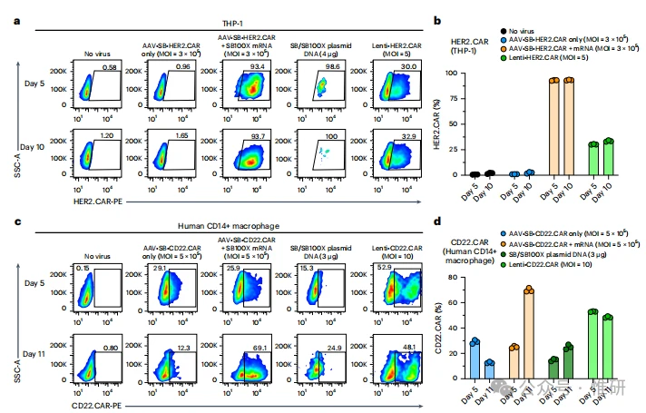 Nature|AAV介导的 “睡美人”转座子和 mRNA 编码转座酶的传递，用于治疗性免疫细胞工 - 哔哩哔哩