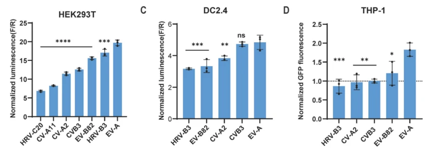 收藏|用于circRNA序列设计的IRES元件（附序列） - 哔哩哔哩