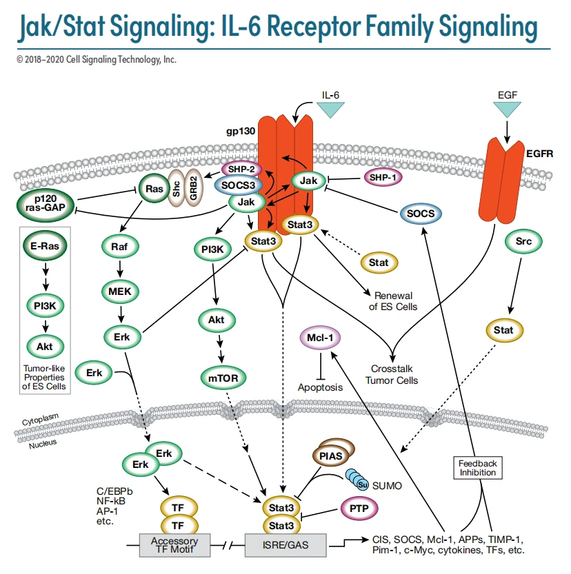JAK-STAT信号通路全面梳理：信号传导、激活与调控、主要基因、信号串扰 - 哔哩哔哩