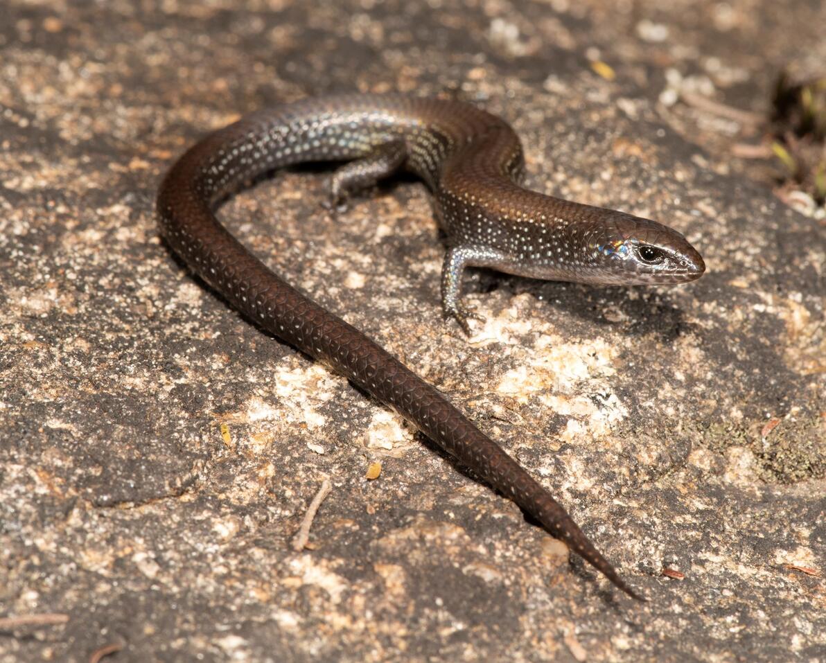 石龙子科Scincidae属级中文名整理（下） - 哔哩哔哩