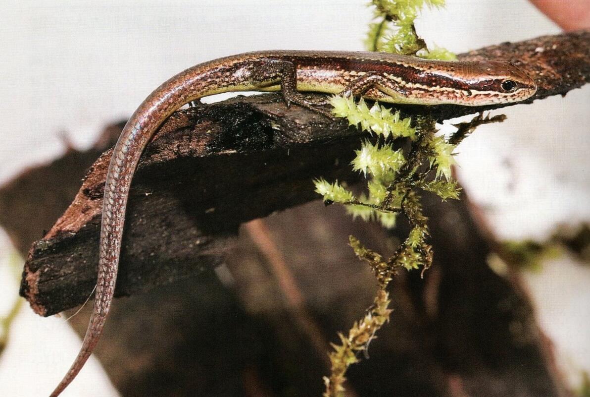 石龙子科Scincidae属级中文名整理（下） - 哔哩哔哩