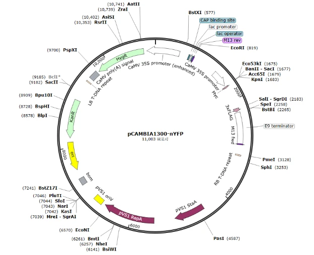 荧光系列技术对比：BiFC、LCA与DLR技术全解析 - 哔哩哔哩