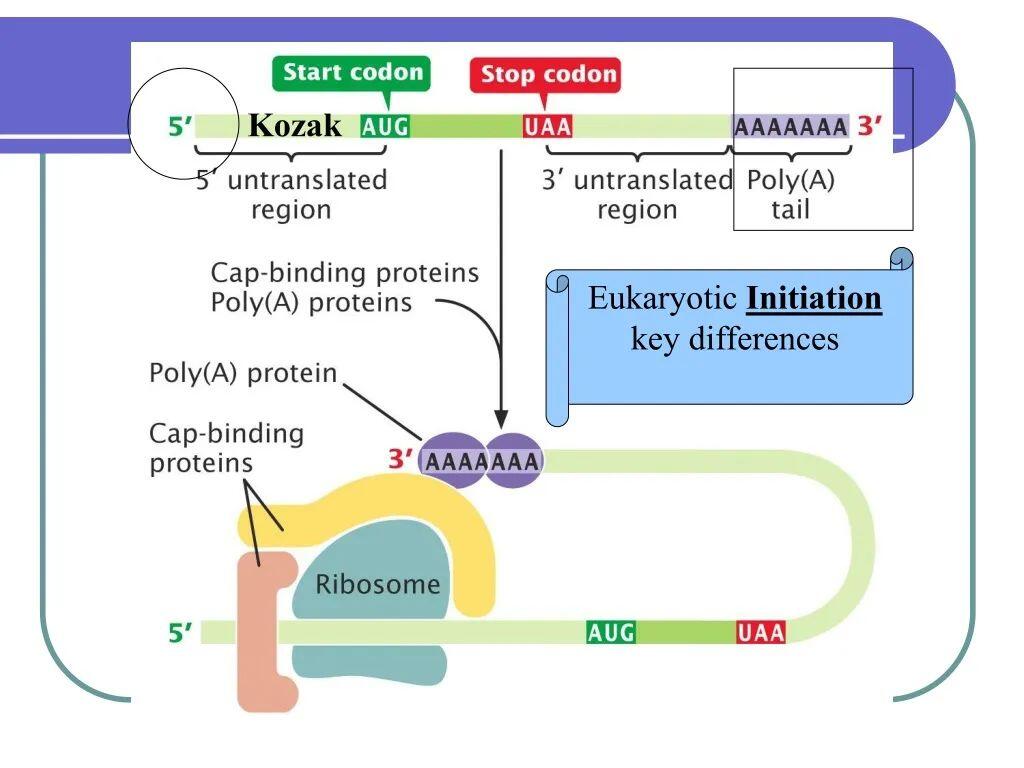 利用Kozak序列提高蛋白质翻译和表达 - 哔哩哔哩