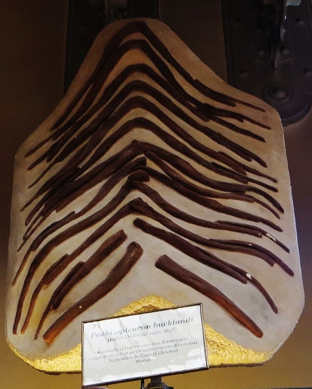 【物种译名】鲨齿龙类Carcharodontosauria全物种译名 - 哔哩哔哩