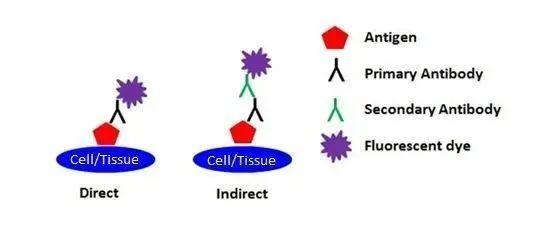 （6.14发布）IHC/ICC/IF/mIHC傻傻分不清楚？实验原理及全流程+常见问题详解！ - 哔哩哔哩