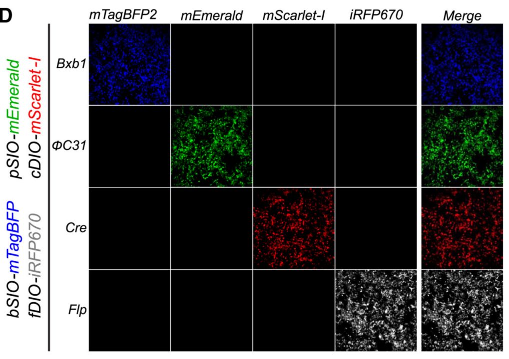 关于重组酶的一切，你想知道的都在这了丨Cre-loxP系统 - 哔哩哔哩