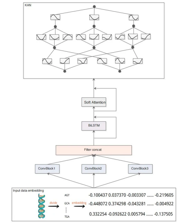 KAN卷积神经网络来了！全新混合架构已开源，训练速度狂飙16倍 - 哔哩哔哩