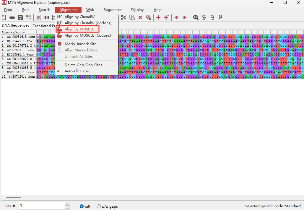 如何使用MEGA 11完成多序列比对和系统发育树构建图？ - 哔哩哔哩