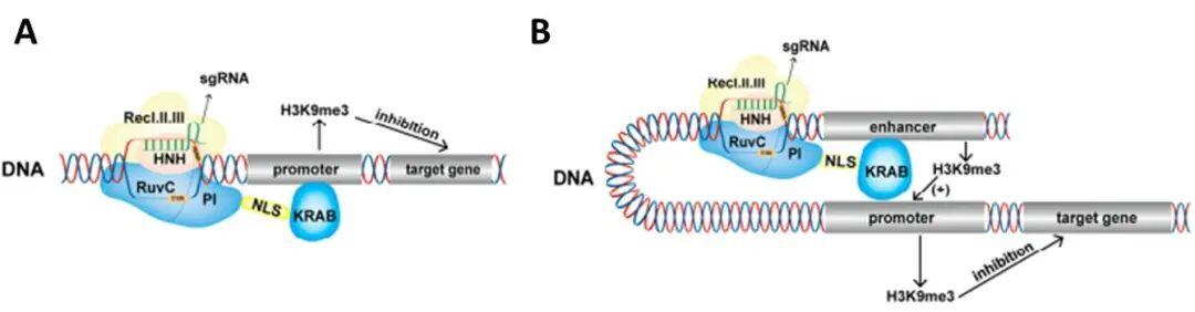CRISPR/Cas9系统的“百变”应用-转录调控篇 - 哔哩哔哩