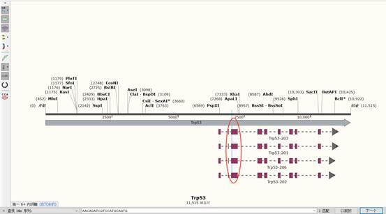 sgRNA设计教程（一）——Benchling - 哔哩哔哩