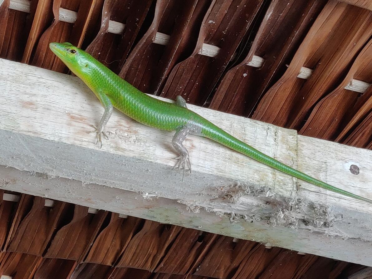 石龙子科Scincidae属级中文名整理（上） - 哔哩哔哩