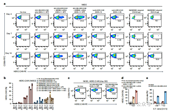Nature|AAV介导的 “睡美人”转座子和 mRNA 编码转座酶的传递，用于治疗性免疫细胞工 - 哔哩哔哩