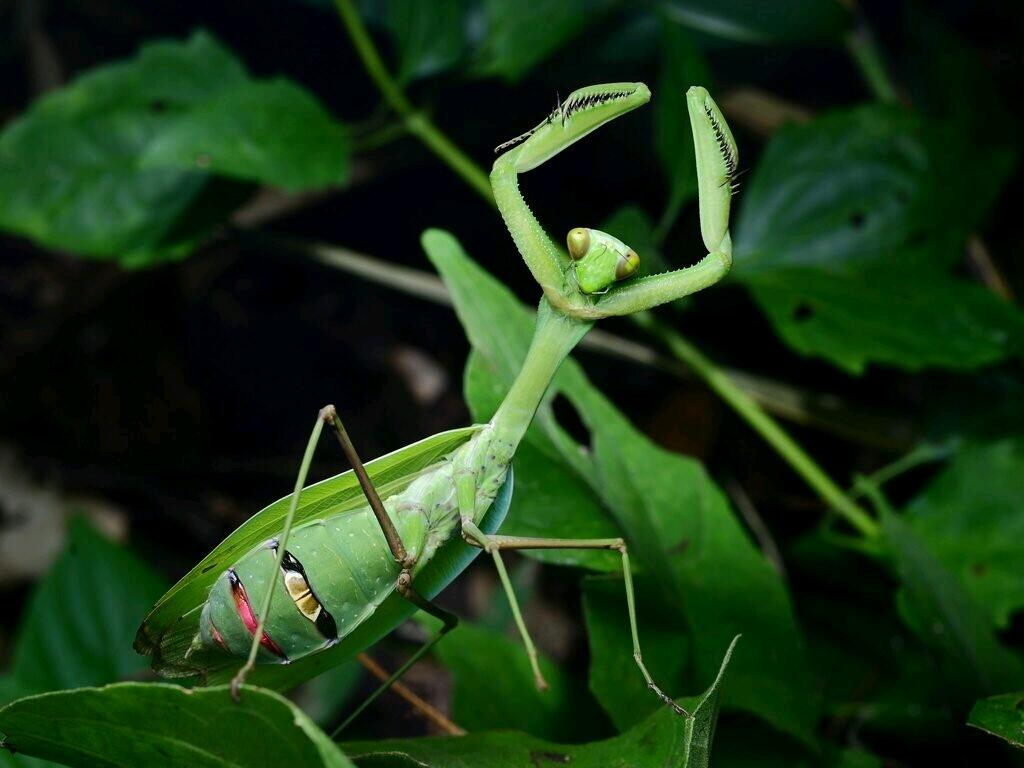 斧螳属（Hierodula）中文名翻译 - 哔哩哔哩