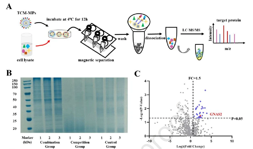 Octet垂钓技术：中药活性分子筛选新典范（文末福利） - 哔哩哔哩