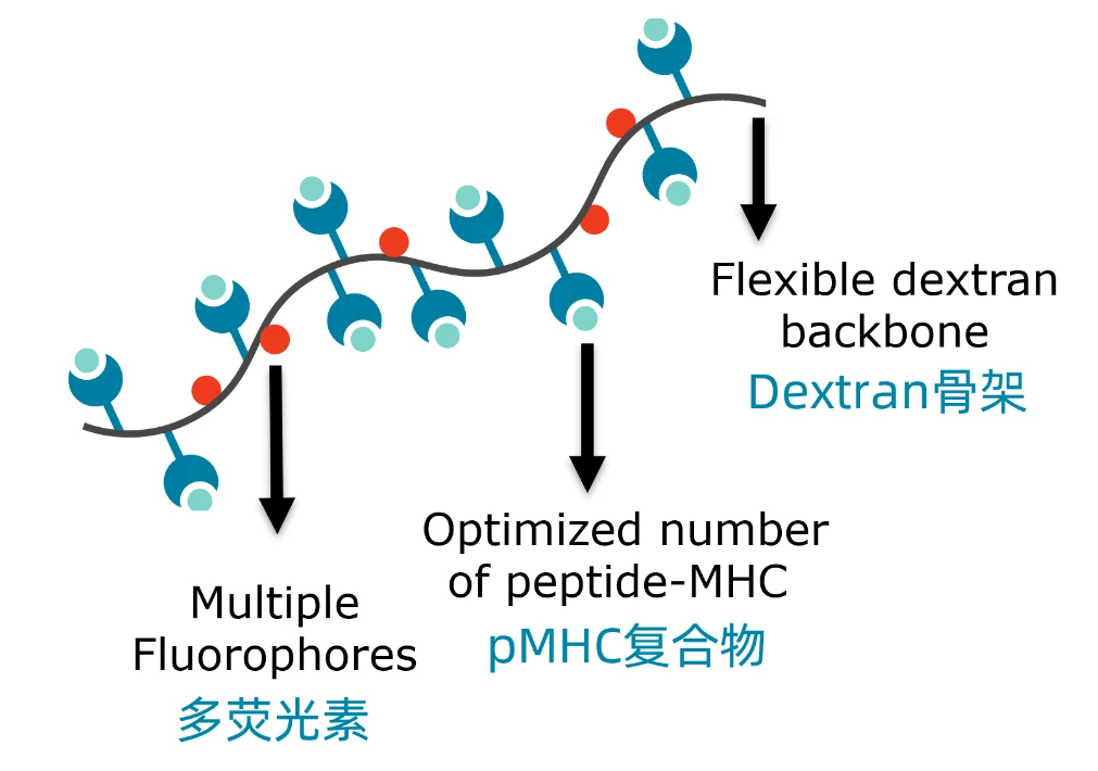 技术上新！MHC Dextramer有效提升低亲和力免疫细胞检测灵敏度_曼博生物 - 哔哩哔哩