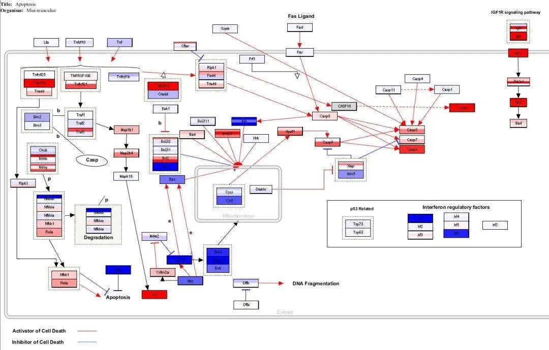 必收藏！信号通路可视化神器汇总！ - 哔哩哔哩