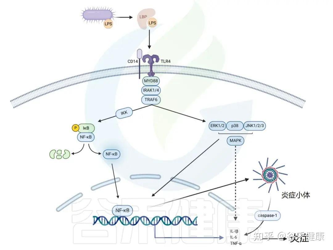 改善慢性代谢炎症和调节肠道稳态：茶作为一种潜在的疗法 - 哔哩哔哩