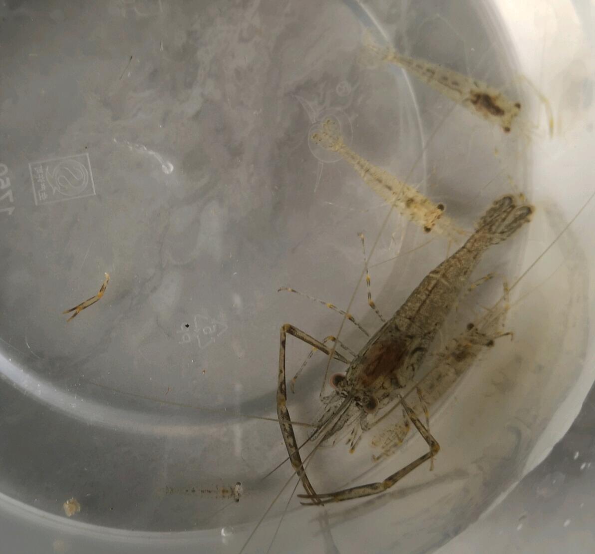 3种极易混淆的沼虾的分类和识别 - 哔哩哔哩