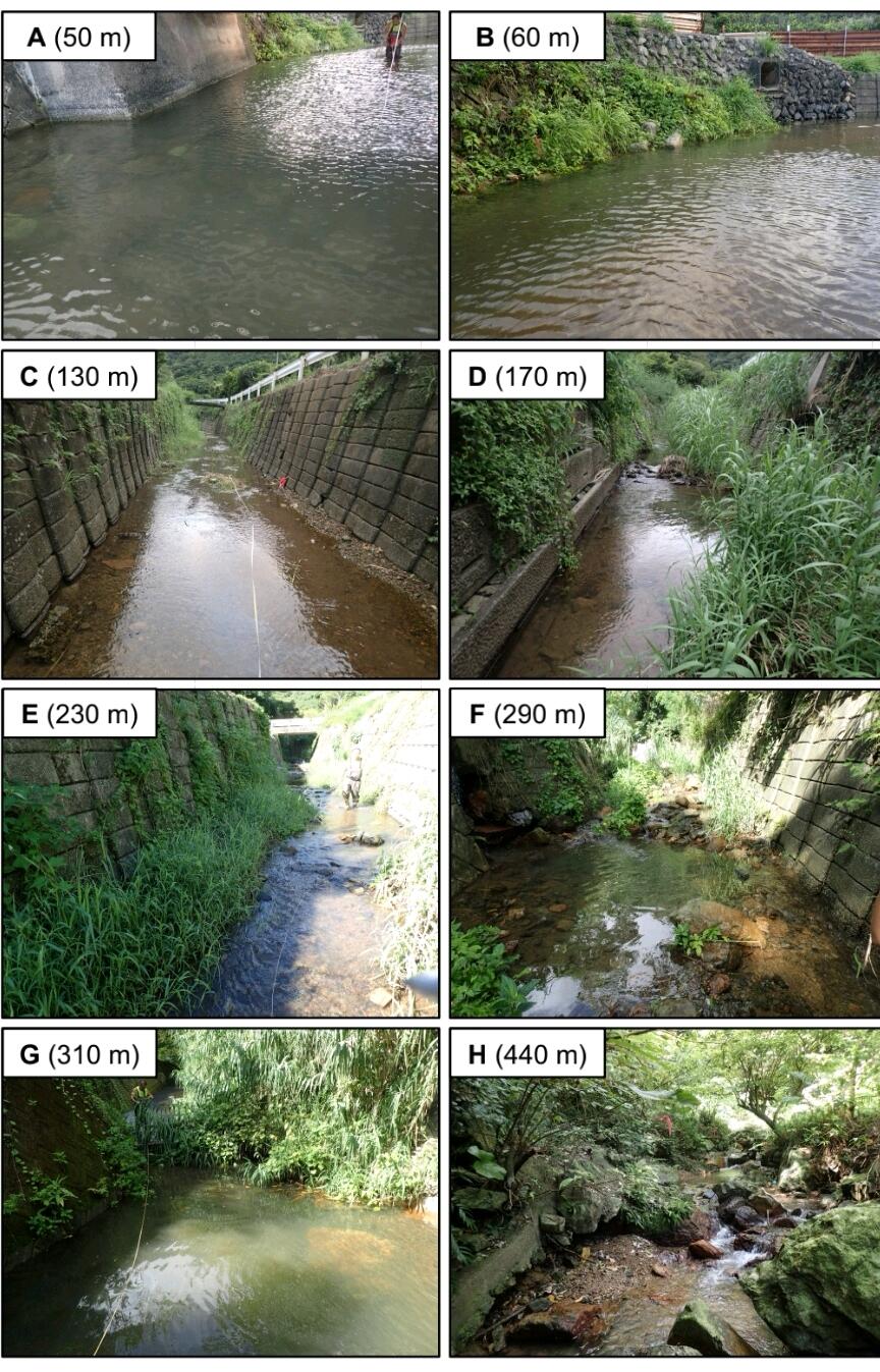 “鳝王”:花鳗鲡(Anguilla marmorata)生物学介绍 - 哔哩哔哩