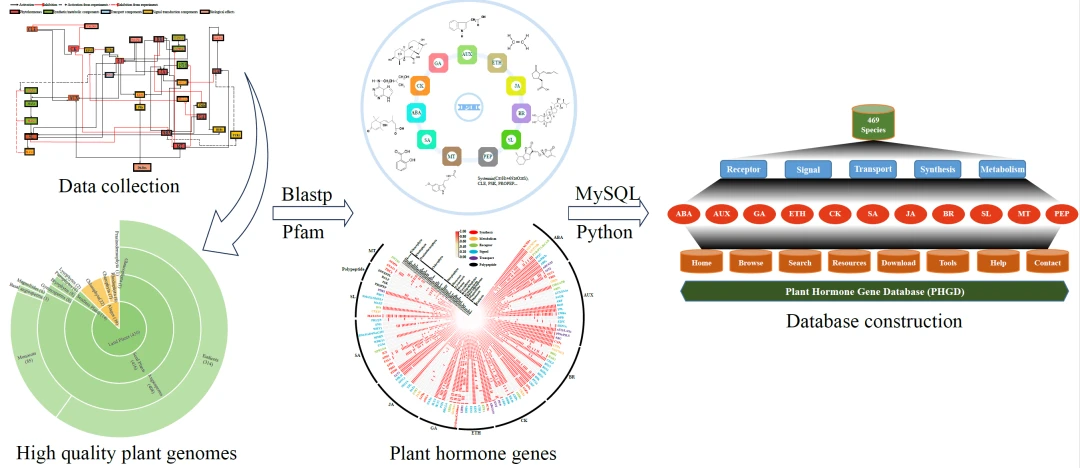 iMeta | 华北理工宋小明组开发植物激素相关基因数据库PHGD - 哔哩哔哩