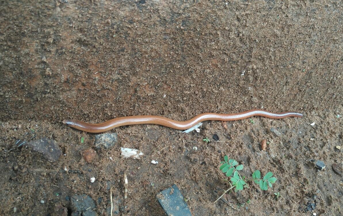 石龙子科Scincidae属级中文名整理（下） - 哔哩哔哩