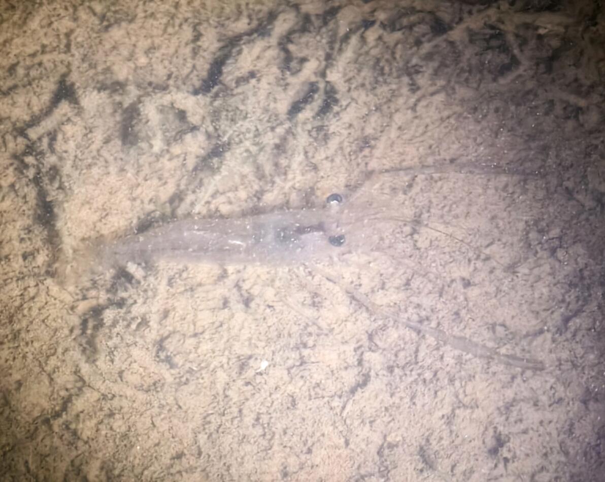 3种极易混淆的沼虾的分类和识别 - 哔哩哔哩