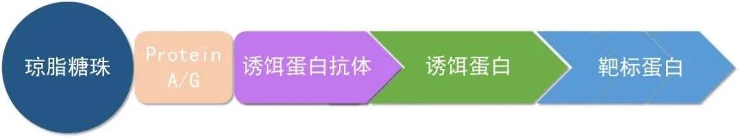 Co-IP、GST pull-down如何区分？实验结果图该如何解读？ - 哔哩哔哩