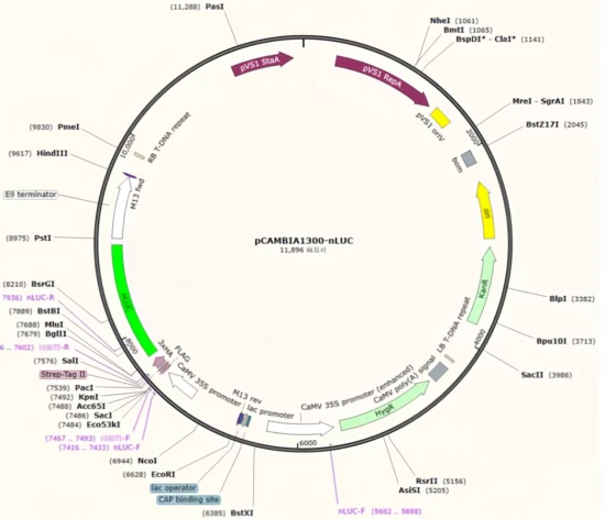 荧光系列技术对比：BiFC、LCA与DLR技术全解析 - 哔哩哔哩