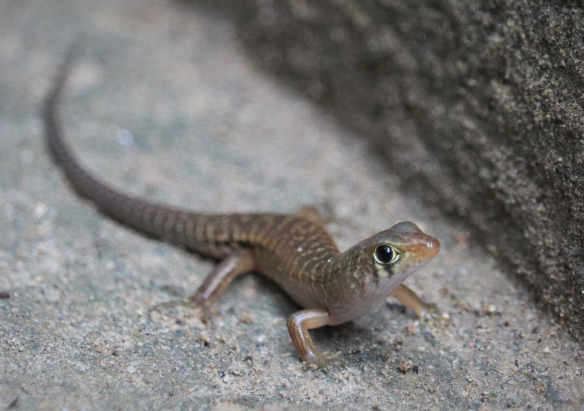 石龙子科Scincidae属级中文名整理（下） - 哔哩哔哩