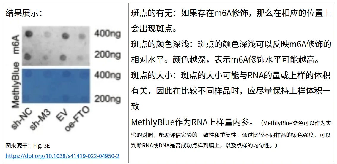 什么是m6A? - 哔哩哔哩