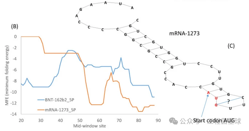 一文读懂|mRNA序列设计之UTR设计策略（含案例） - 哔哩哔哩
