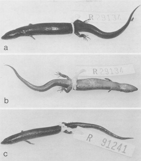 石龙子科Scincidae属级中文名整理（上） - 哔哩哔哩