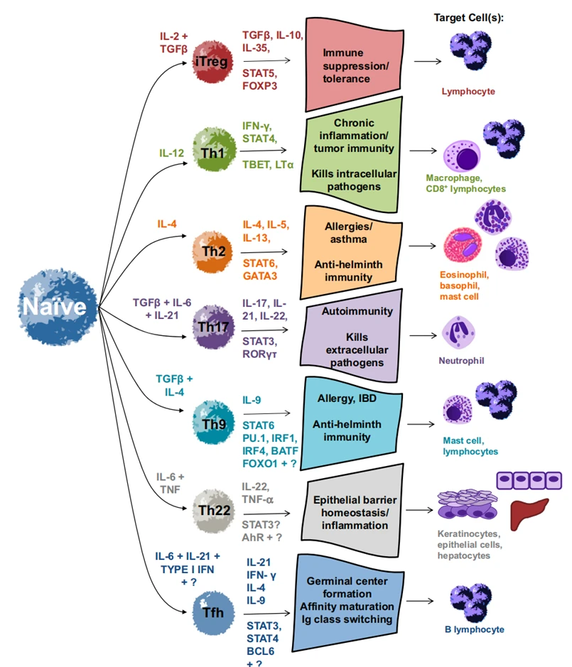 免疫细胞 | T细胞分类及标记物汇总详解版 - 哔哩哔哩