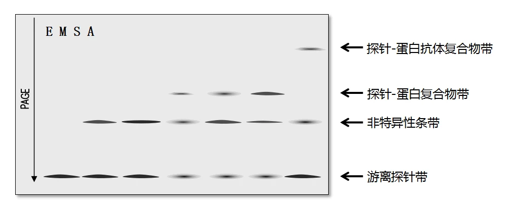 验证核酸-蛋白相互作用 | 凝胶迁移EMSA实验流程及结果分析 - 哔哩哔哩