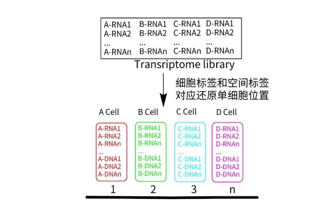 SeekSpace| 会单细胞就会空间转录组 - 哔哩哔哩