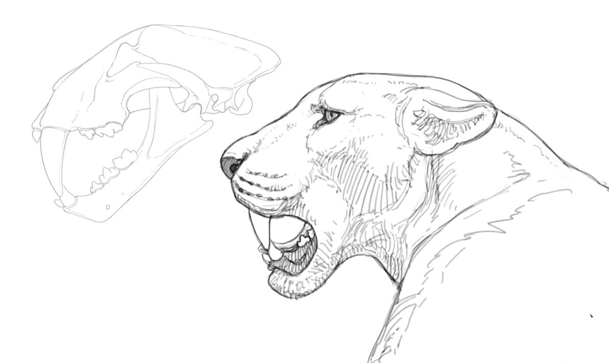 剑齿虎亚科的拉丁学名与中文译名对照 - 哔哩哔哩